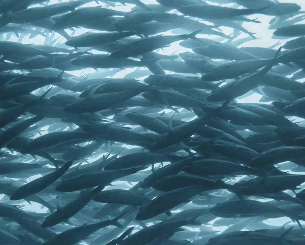 The Blue Formula - Hydrolyzed Collagen Peptides from Totoaba fish